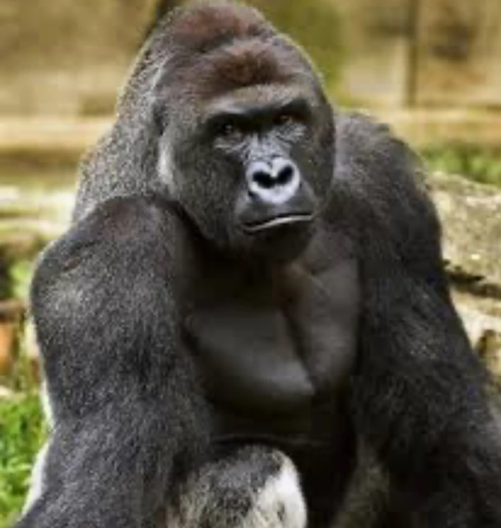 Harambe | Animals Wiki | Fandom