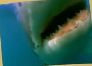 Common Smooth-Hound | Animals Wiki | Fandom