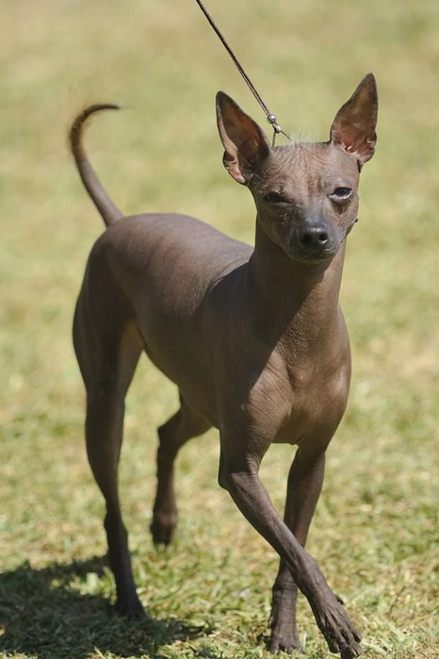 Xoloitzcuintli | Animals Wiki | Fandom