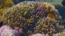 Pocillopora Bairdi | Animals Wiki | Fandom