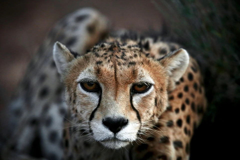 Asiatic Cheetah | Animals Wiki | Fandom