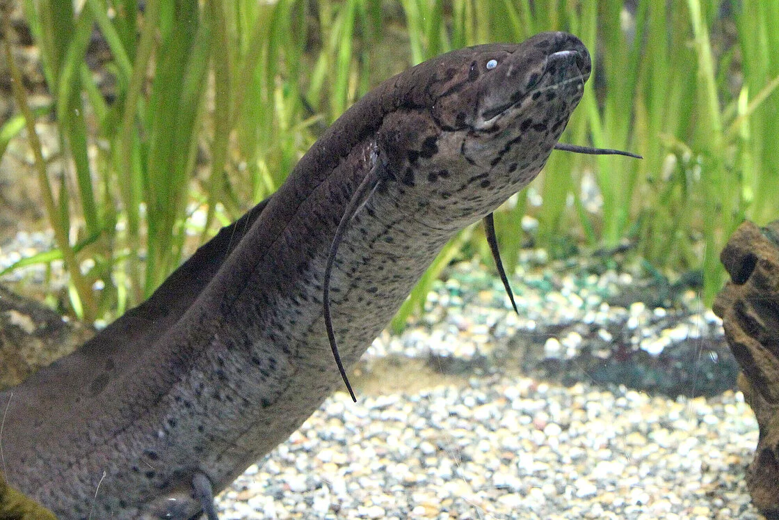 West African Lungfish | Animals Wiki | Fandom