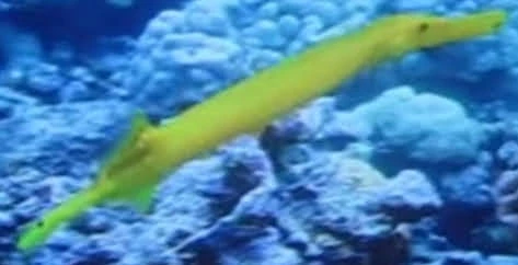 Grooved Razorfish | Animals Wiki | Fandom