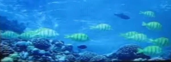 Indonesian Sawtail | Animals Wiki | Fandom