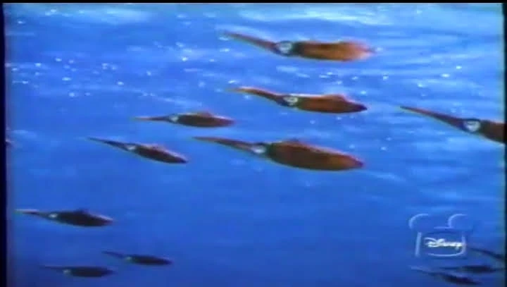 Caribbean Reef Squid | Animals Wiki | Fandom