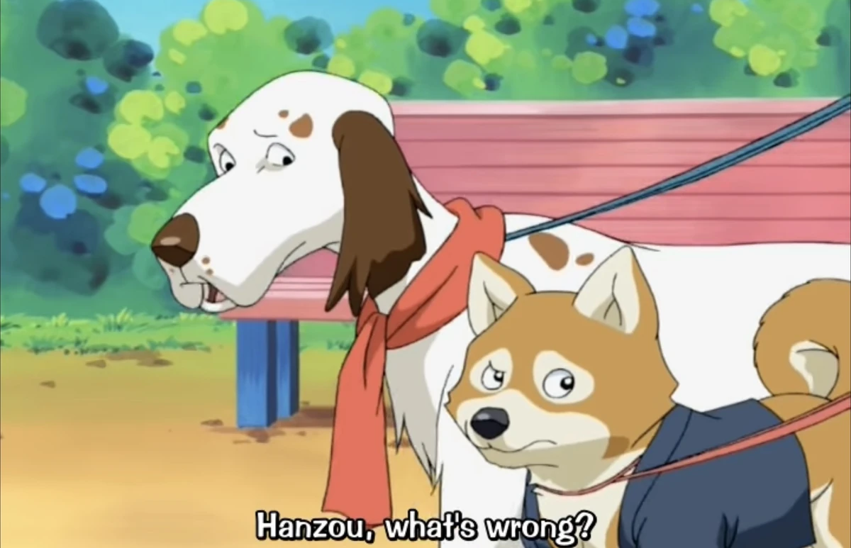 English Setter | Animals Wiki | Fandom