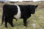 Domestic Cattle | Animals Wiki | Fandom