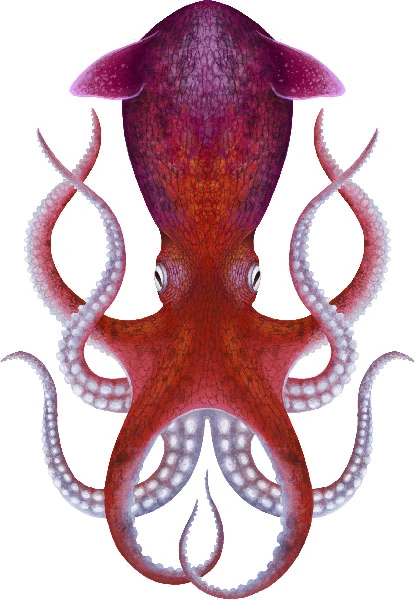 Palaeoctopus | Animals Wiki | Fandom
