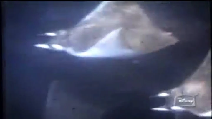 Lesser Devil Ray | Animals Wiki | Fandom