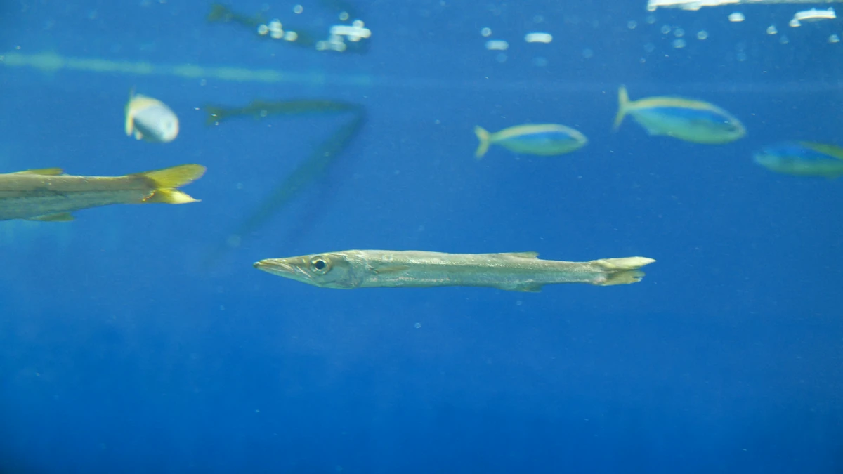 Red Barracuda | Animals Wiki | Fandom