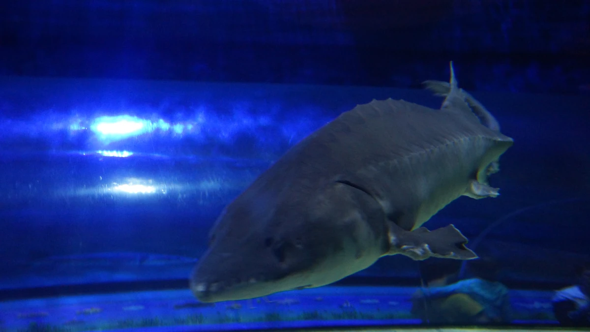 Chinese Sturgeon | Animals Wiki | Fandom