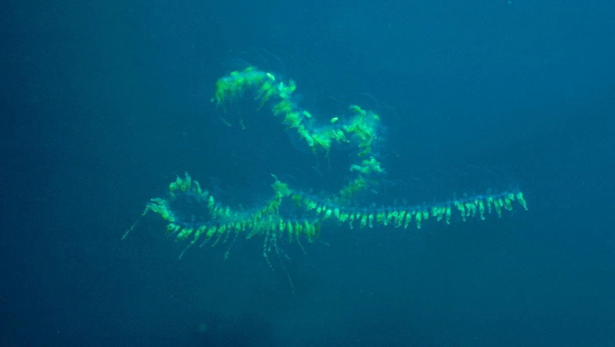 Giant Siphonophore | Animals Wiki | Fandom