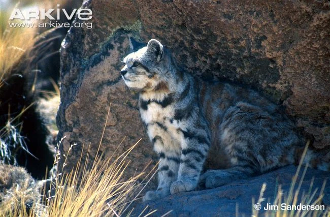 Andean Cat | Animals Wiki | Fandom