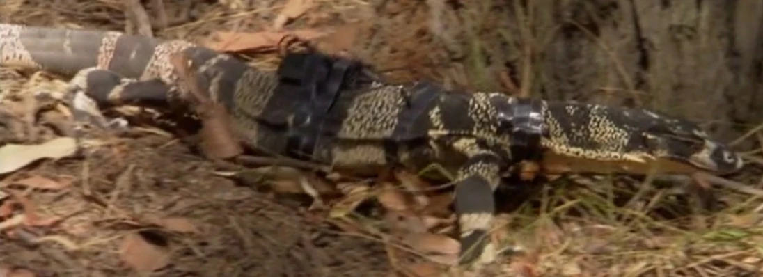 Lace Monitor | Animals Wiki | Fandom