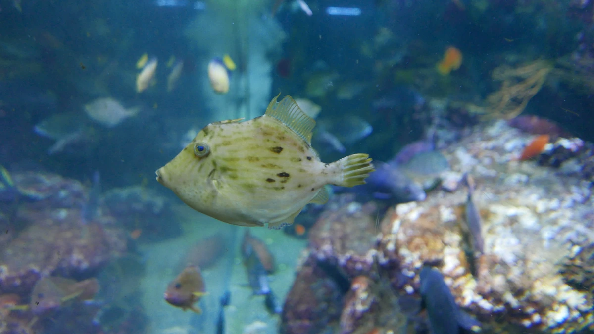 Threadsail Filefish | Animals Wiki | Fandom