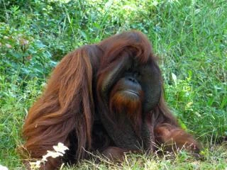 Category:NatureRules1 and AnimalsRule2004 | Animals Wiki | Fandom