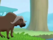 African Buffalo | Animals Wiki | Fandom