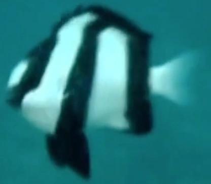 Black-vent Damsel | Animals Wiki | Fandom