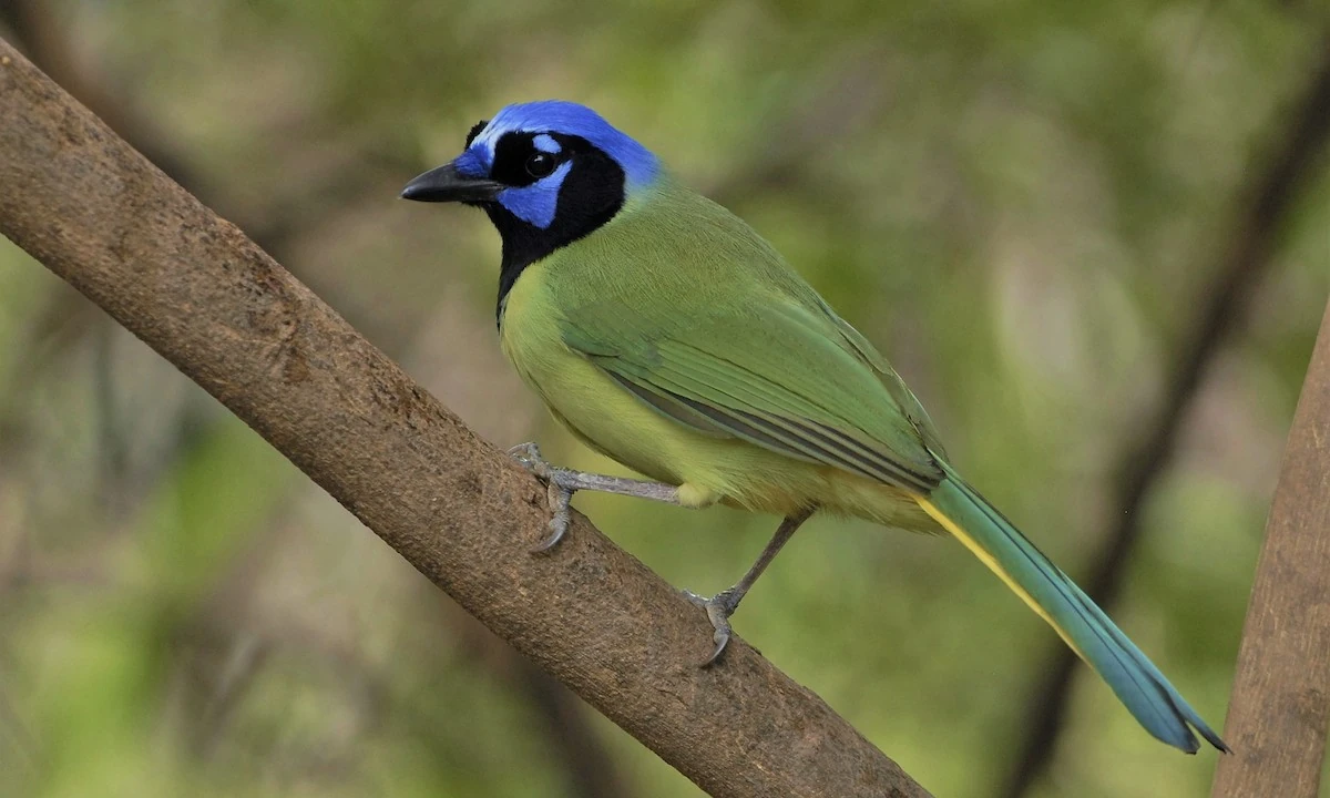 Green Jay | Animals Wiki | Fandom