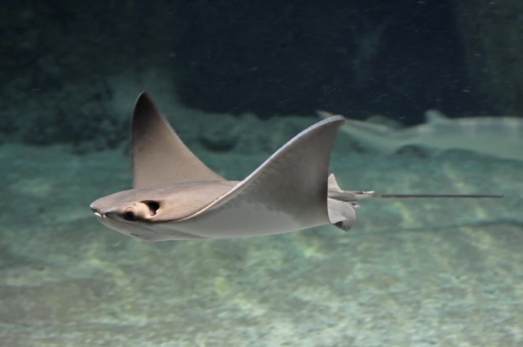 Cownose Ray | Animals Wiki | Fandom