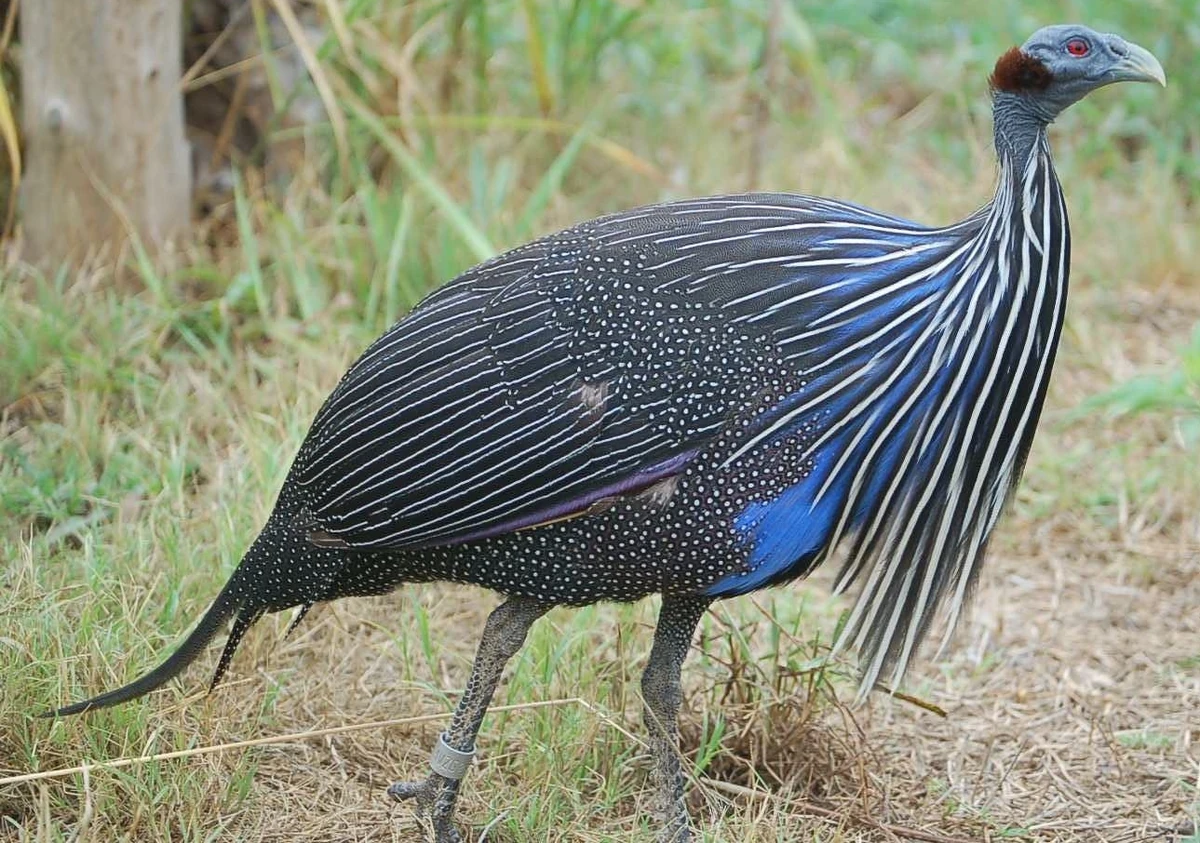 Vulturine Guineafowl | Animals Wiki | Fandom