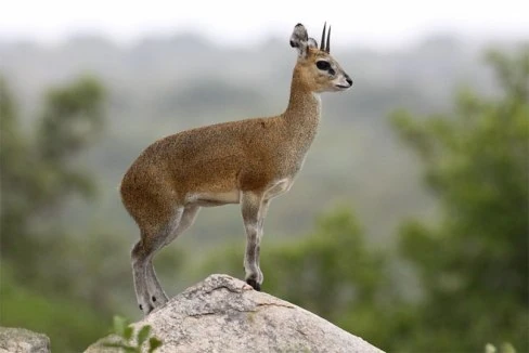 Klipspringer | Animals Wiki | Fandom
