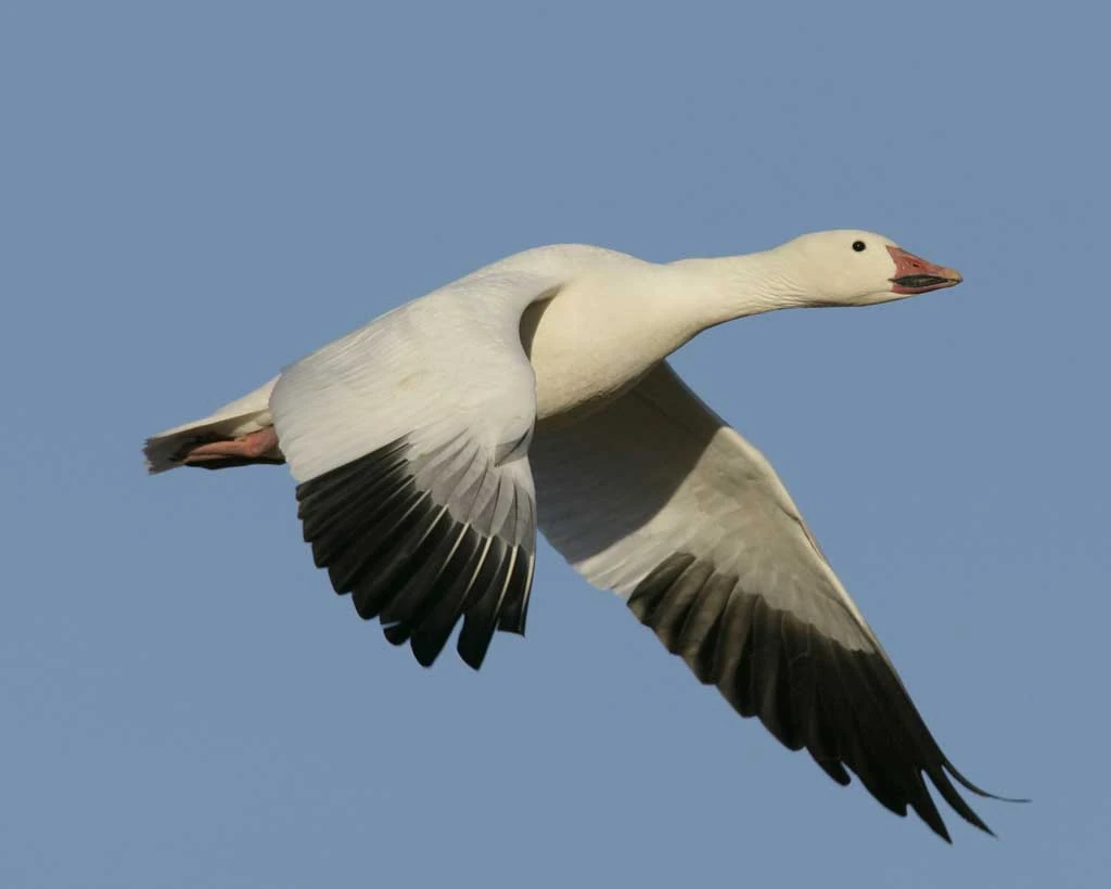 Snow Goose | Animals Wiki | Fandom
