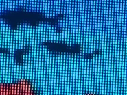 Western Longnose Spurdog | Animals Wiki | Fandom