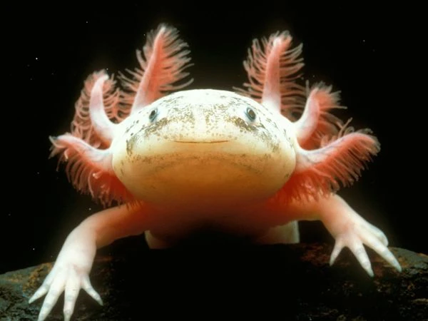 Axolotl | Animals Wiki | Fandom