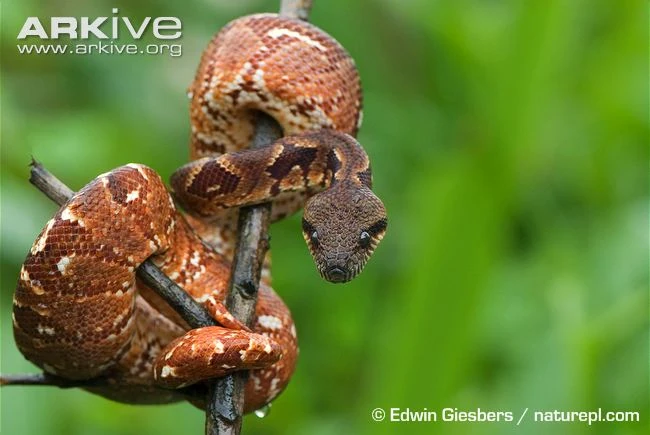 Madagascar Tree Boa | Animals Wiki | Fandom