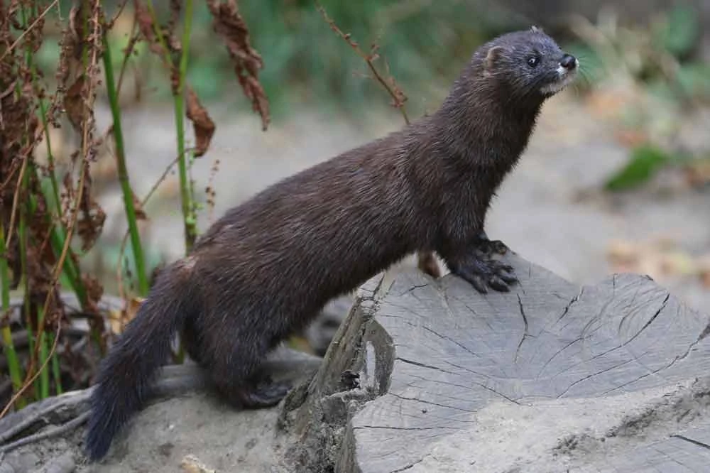 European Mink | Animals Wiki | Fandom