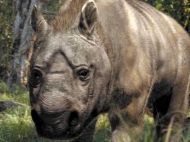 Diprotodon | Animals Wiki | Fandom