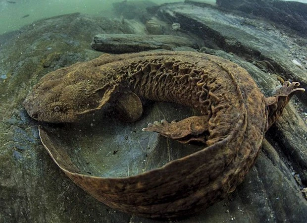 Hellbender | Animals Wiki | Fandom