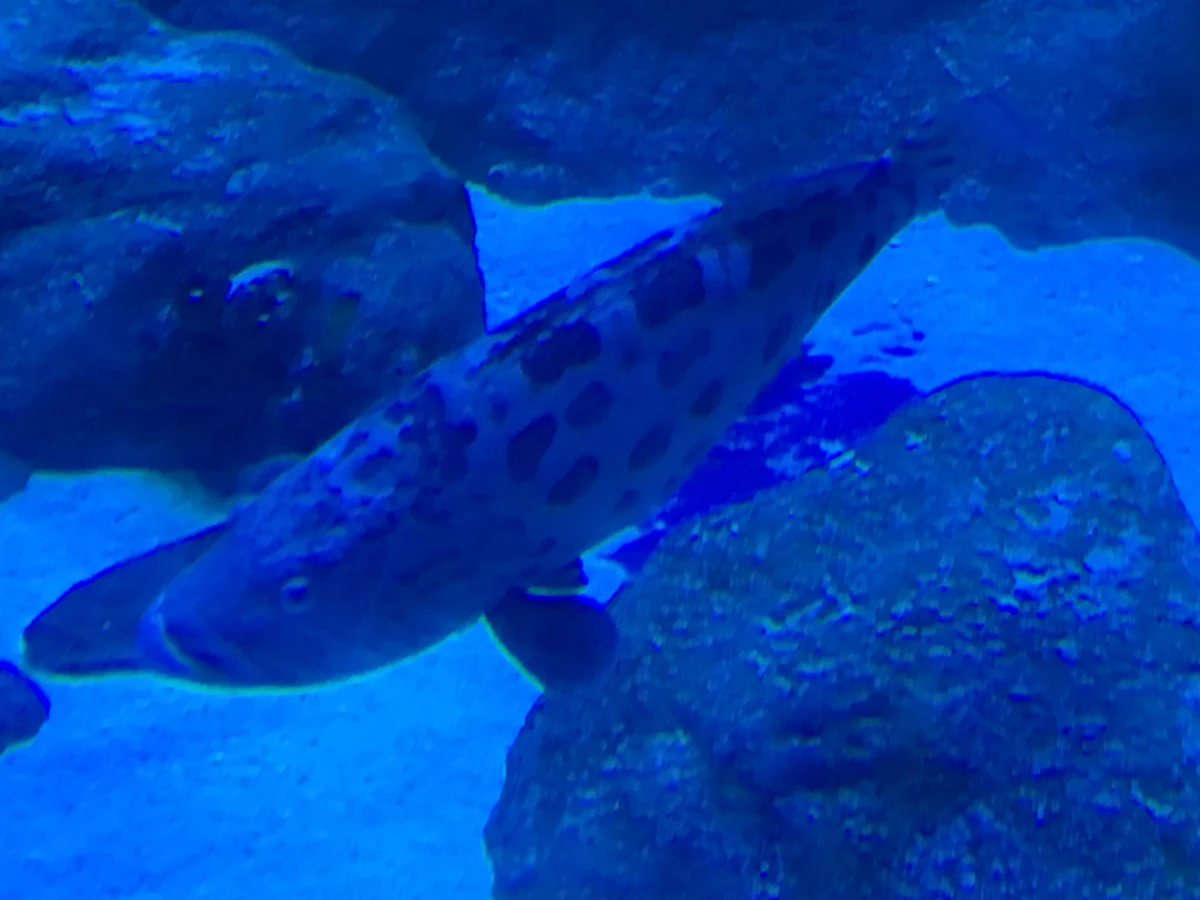 FISH | Animals Wiki | Fandom