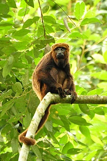 Howler Monkey | Animals Wiki | Fandom