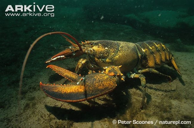 Atlantic Lobster | Animals Wiki | Fandom