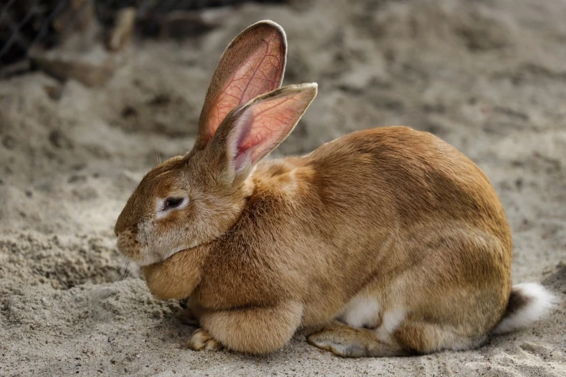 Brazilian Brown Rabbit | Animals Wiki | Fandom