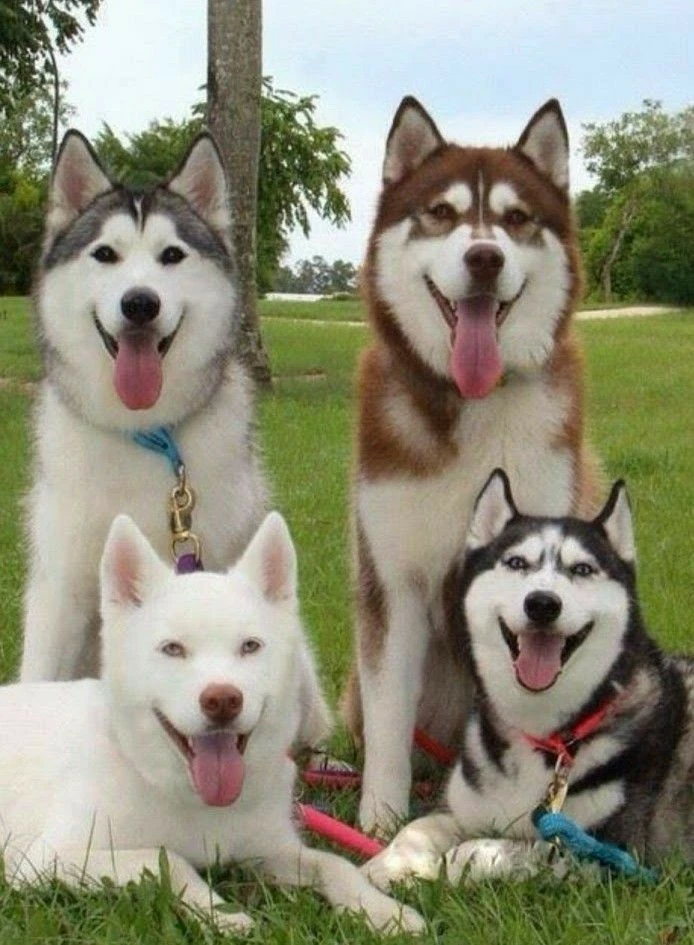 Siberian Husky | Animals Wiki | Fandom