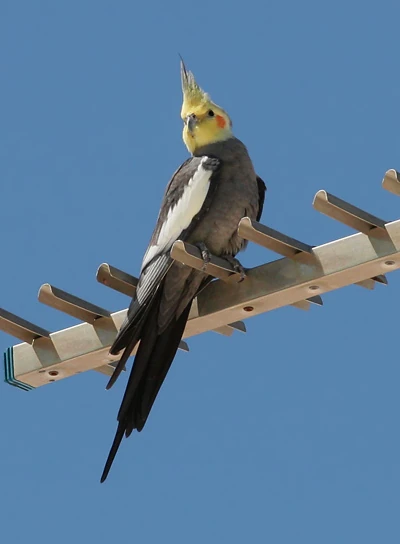 Cockatiel | Animals Wiki | Fandom