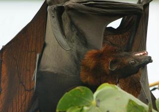 Large Flying Fox | Animals Wiki | Fandom