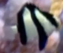 Banded Damsel | Animals Wiki | Fandom