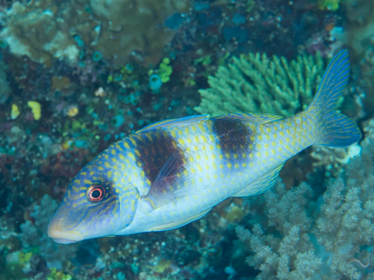 Doublebar Goatfish | Animals Wiki | Fandom