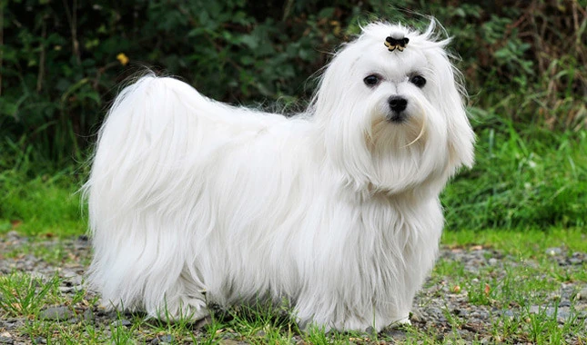 Maltese | Animals Wiki | Fandom