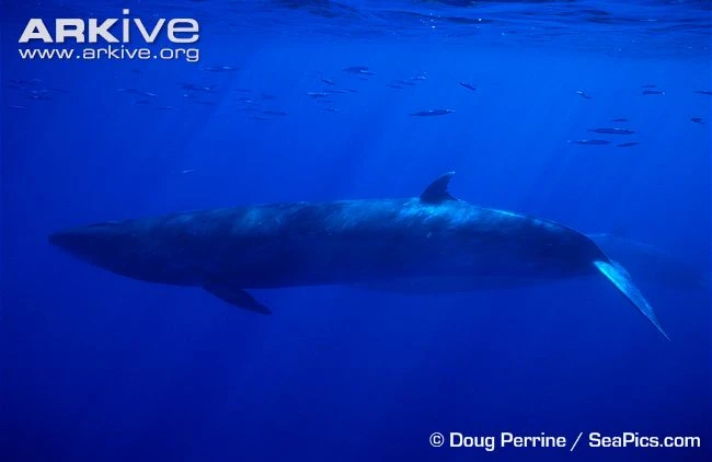 Sei Whale | Animals Wiki | Fandom