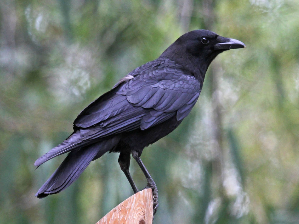 Large-Billed Crow | Animals Wiki | Fandom