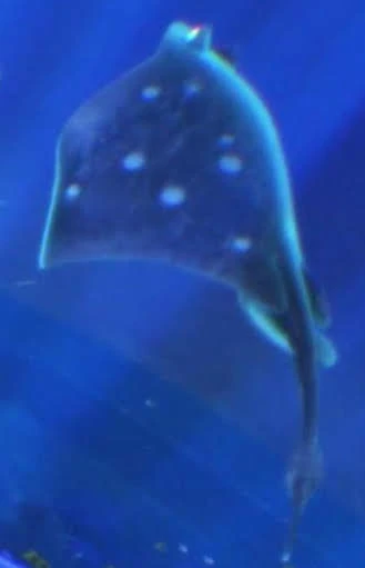 Ornate Eagle Ray | Animals Wiki | Fandom