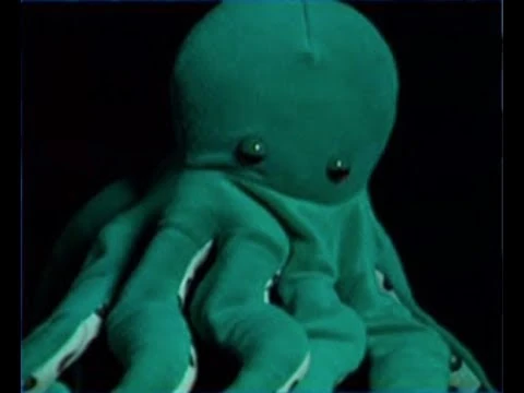 Maori Octopus | Animals Wiki | Fandom