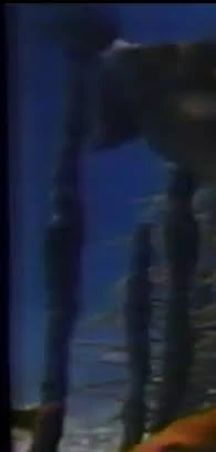 Muricea Muricata | Animals Wiki | Fandom