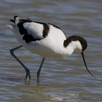 Pied Avocet | Animals Wiki | Fandom