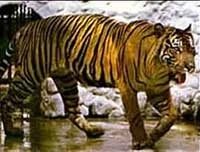 Javan Tiger | Animals Wiki | Fandom